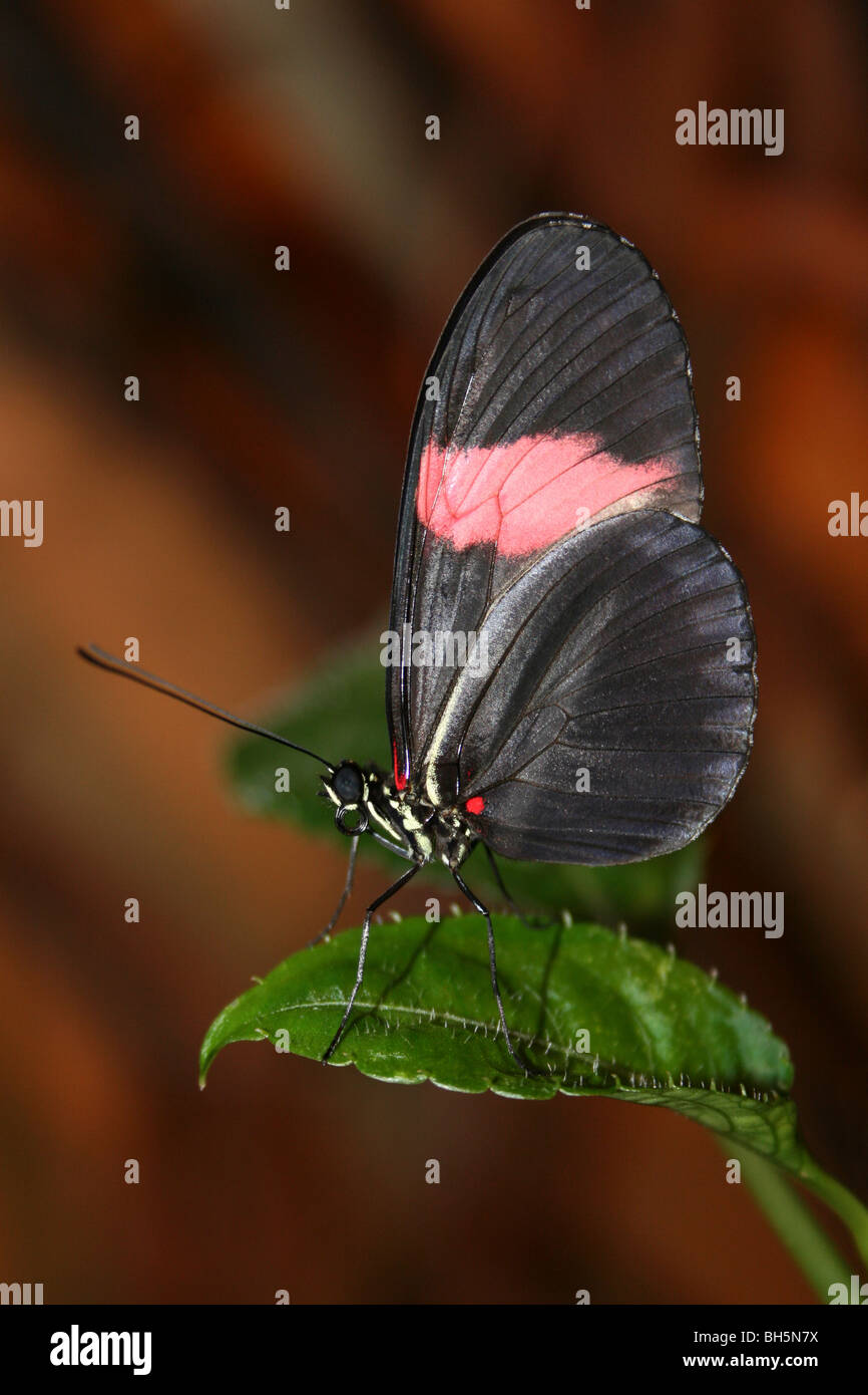 Red postman flower hi-res stock photography and images - Alamy