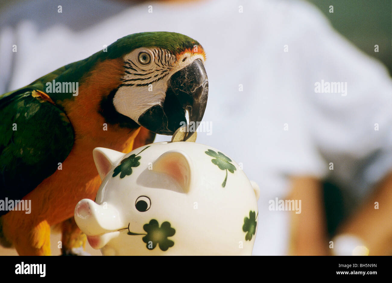 parrot - putting a coin into a piggy bank Stock Photo - Alamy
