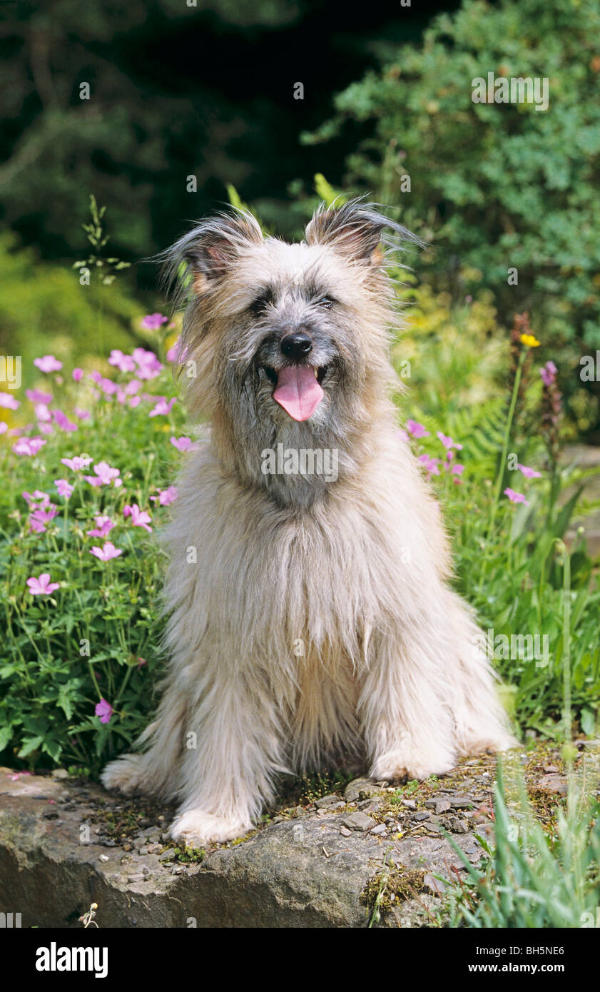 Pyrenean Shepherd dog - sitting Stock Photo - Alamy
