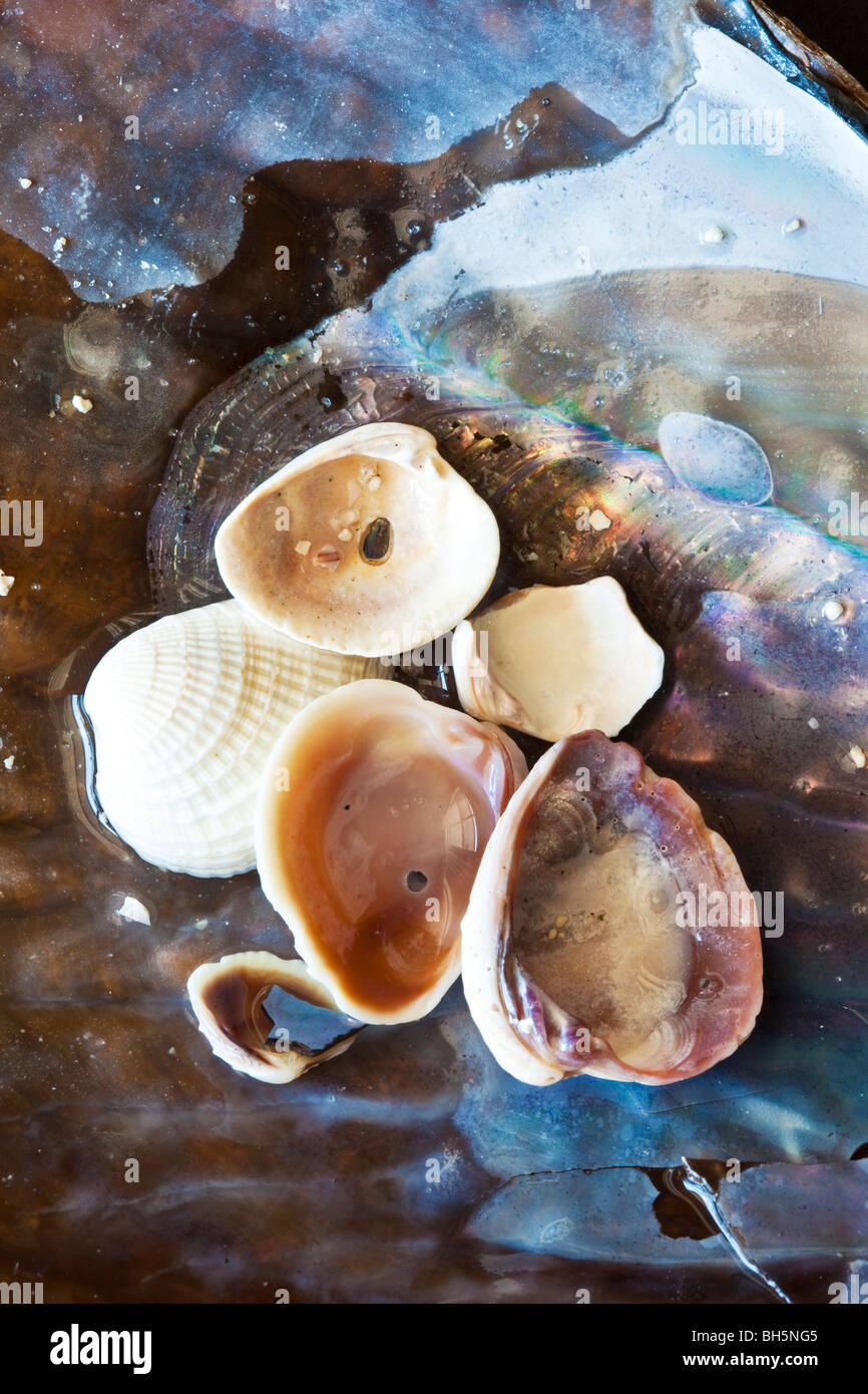 Stiff Pen Shell and other Smaller Shells,, Honeymoon Island, Florida ...