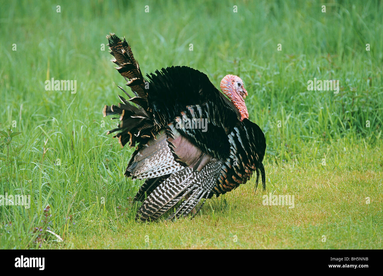 Wild turkey stands hi-res stock photography and images - Alamy