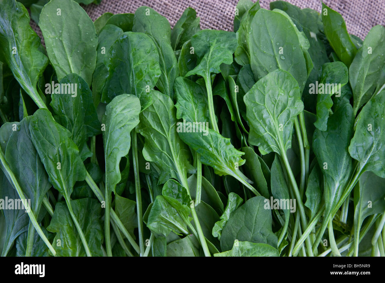 Spinach spinacia oleracea hi-res stock photography and images - Alamy