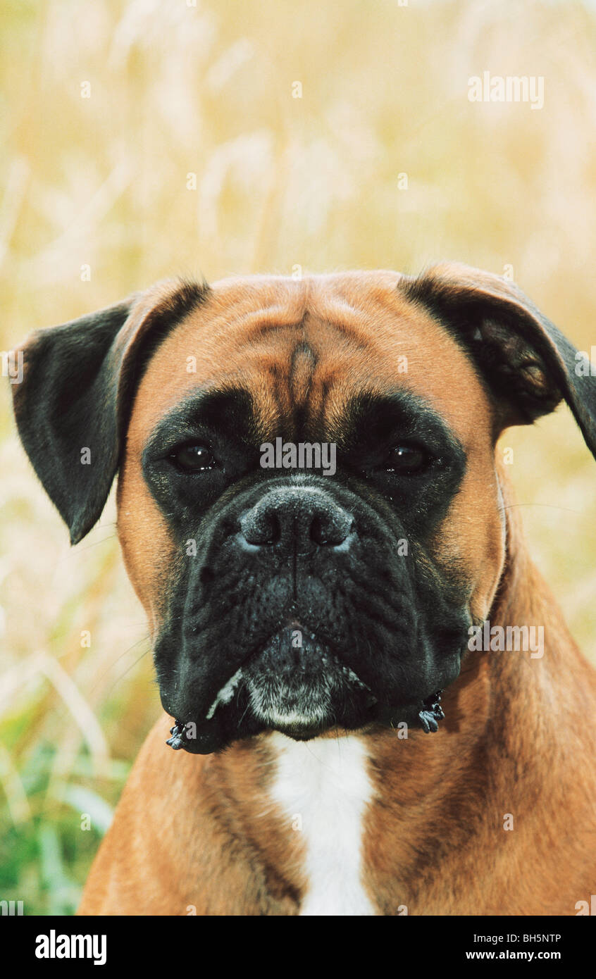 Boxer dog - portrait Stock Photo - Alamy