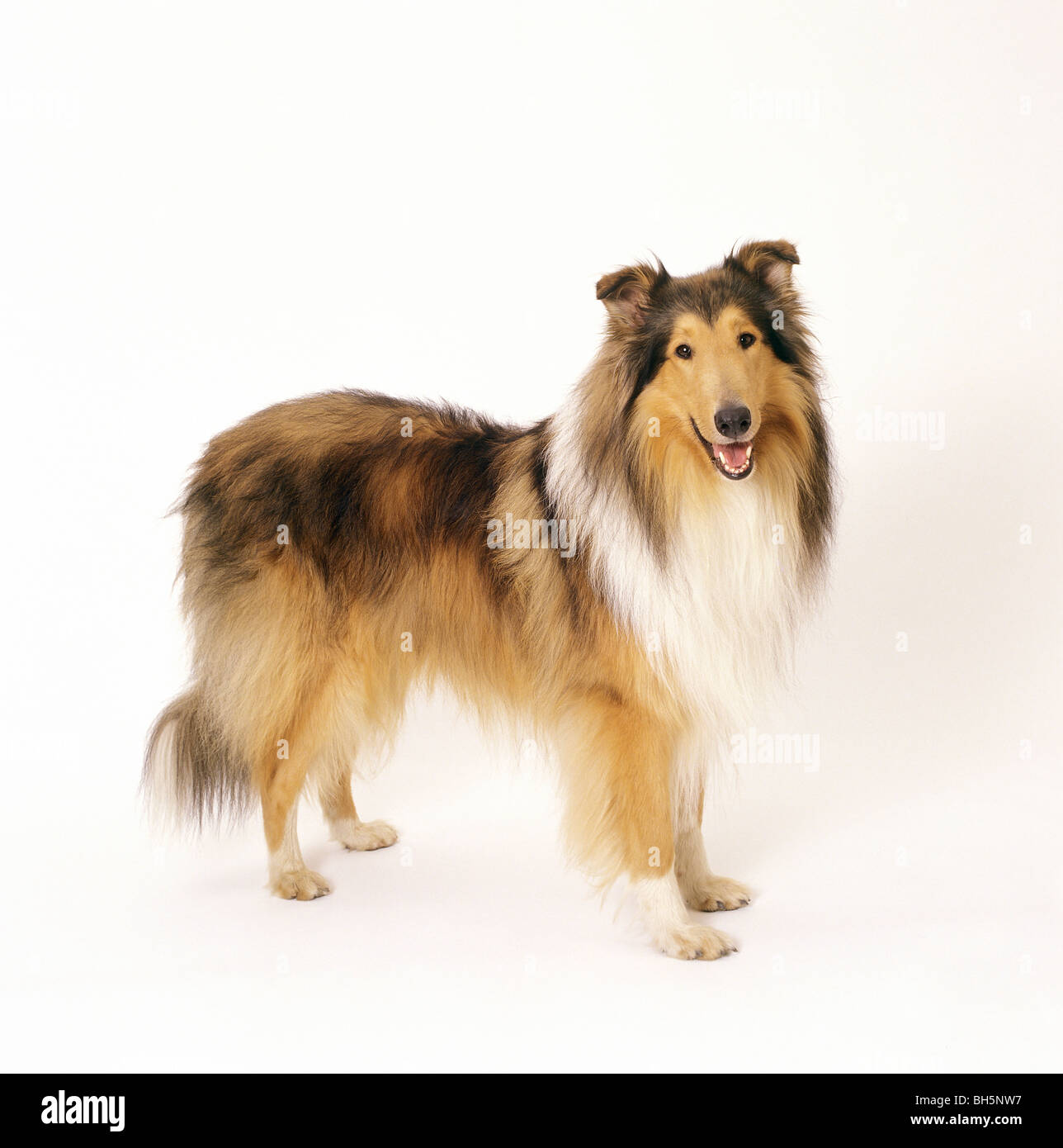 Collie dog - standing - cut out Stock Photo - Alamy