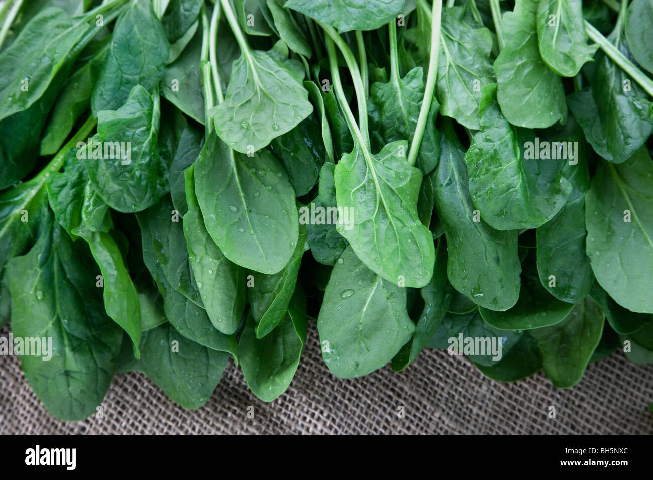 Spinach hi-res stock photography and images - Alamy