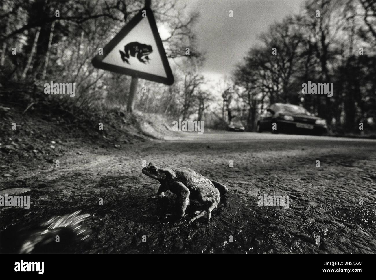 Toad crossing the road by a "watch out for toads" warning sign Stock ...