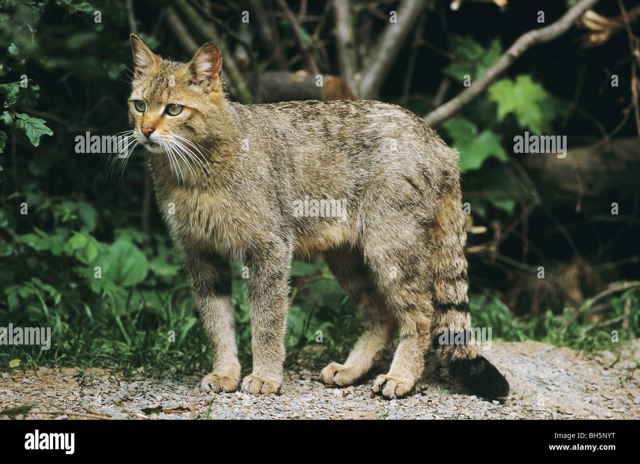 European Wildcat Standing High Resolution Stock Photography and Images ...