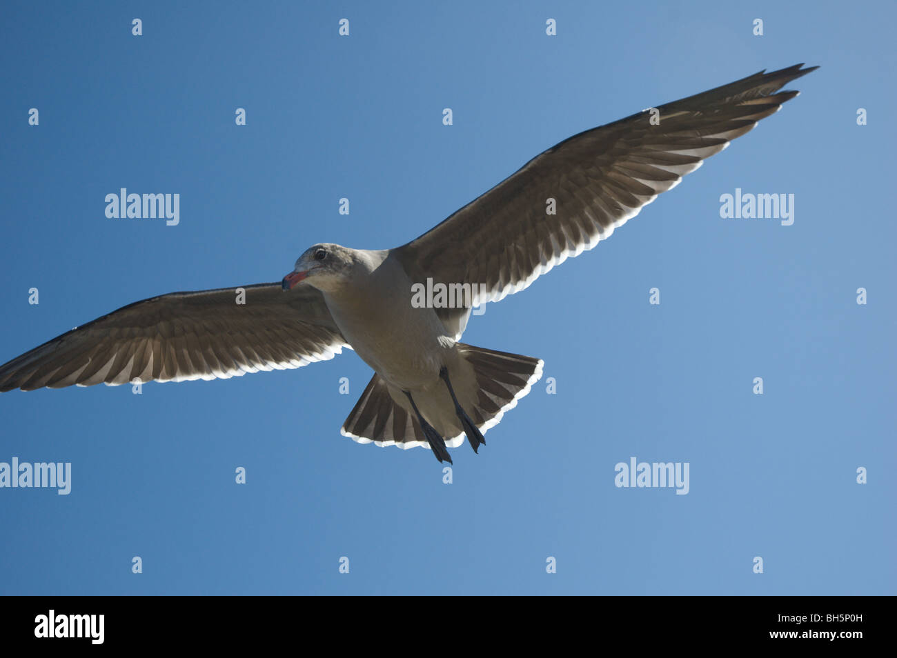 Sea gull in flight, Pacific Grove, California USA Stock Photo - Alamy