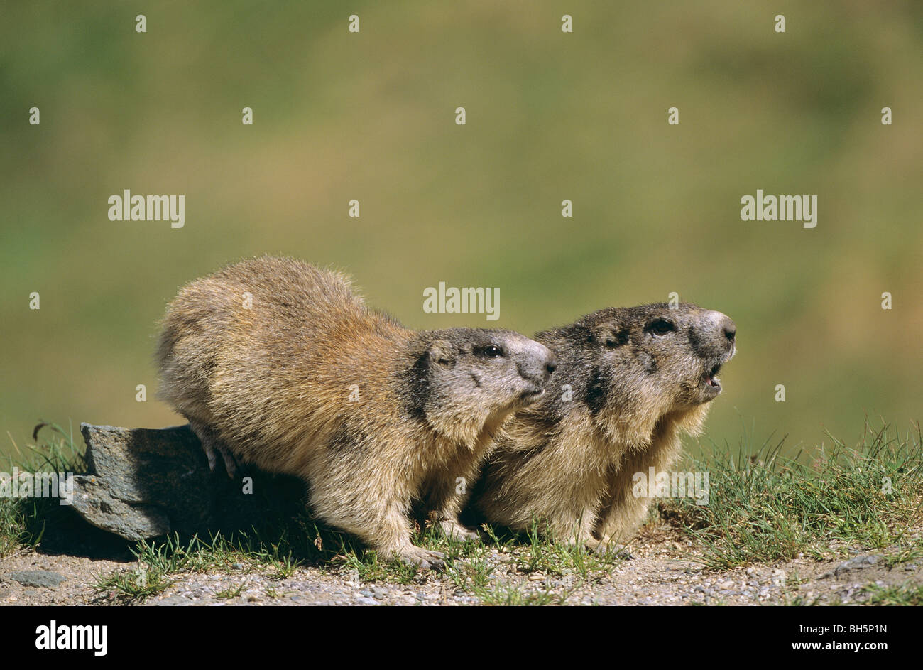 two Alpine Marmots / Marmota marmota Stock Photo - Alamy