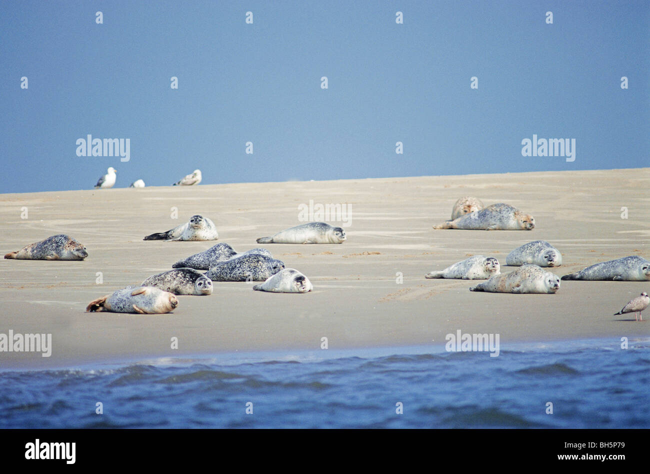 Many harbor seals hauled out on sandy beach in Northern California ...