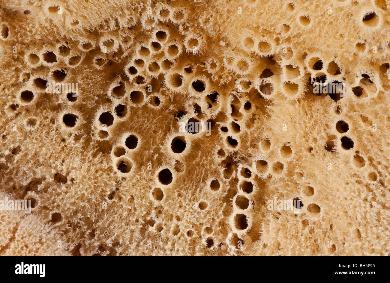 Porifera hi-res stock photography and images - Alamy