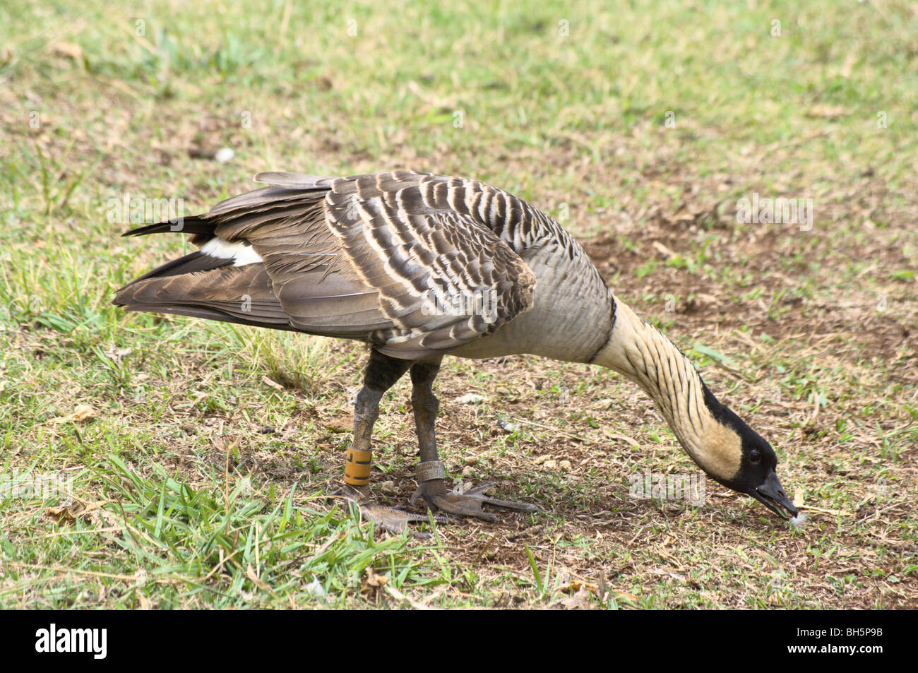 Nene the endangered Hawaiian Goose Kauai HI Stock Photo - Alamy