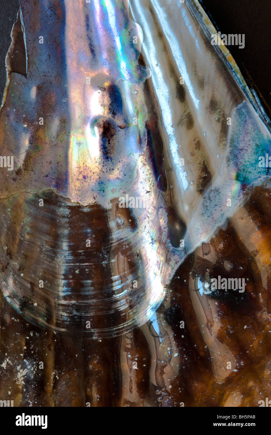 Stiff pen shell hi-res stock photography and images - Alamy