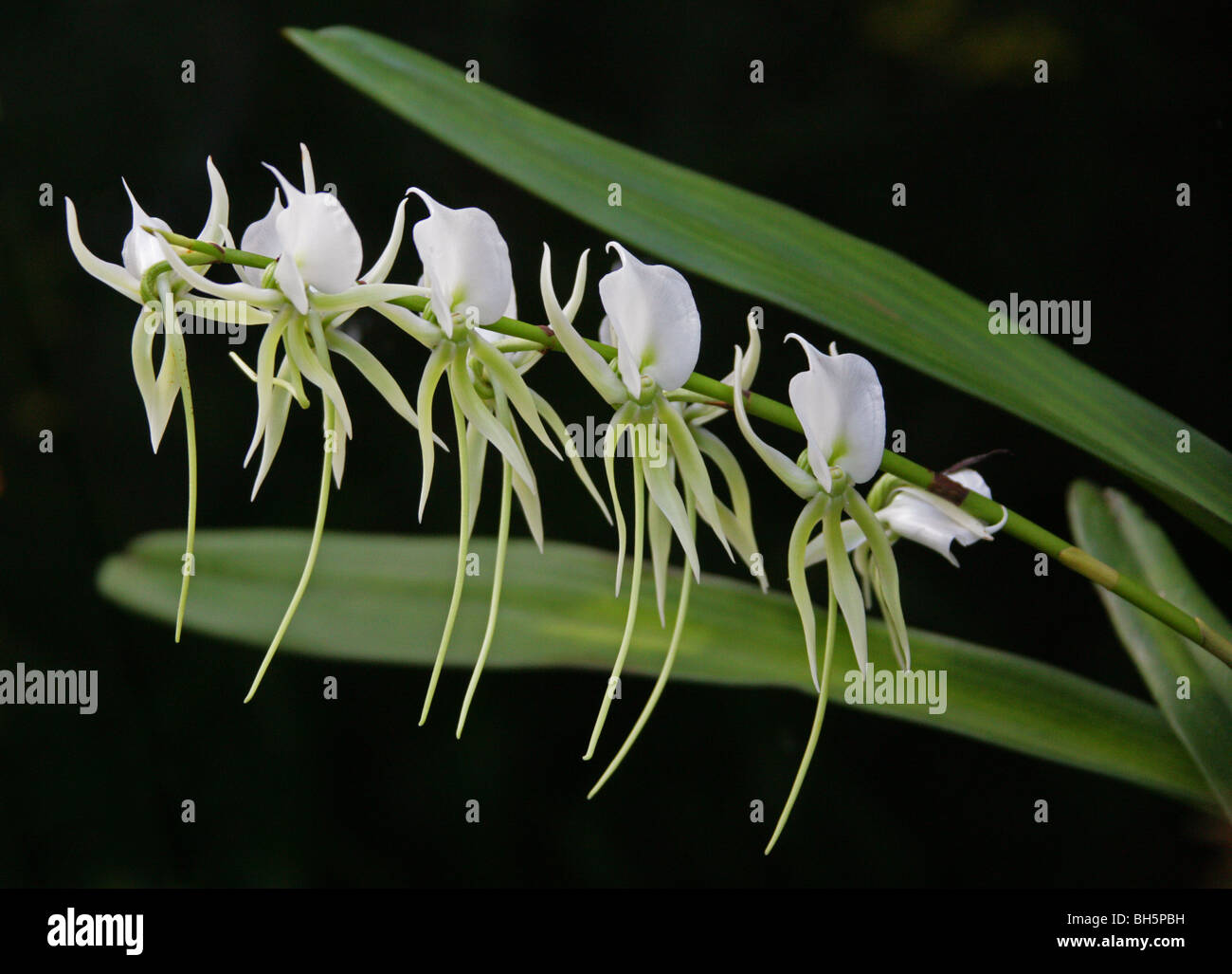 Angraecum eburneum var superbum, Orchidaceae, Comoros, Madagascar ...
