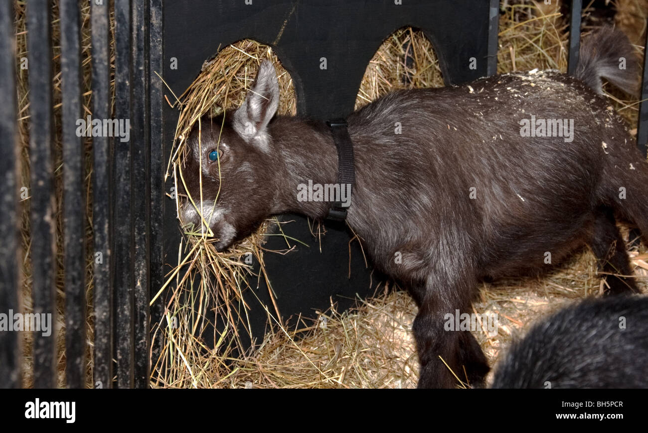 This darling baby goat is eating straw from a feeder and rubbing it's ...