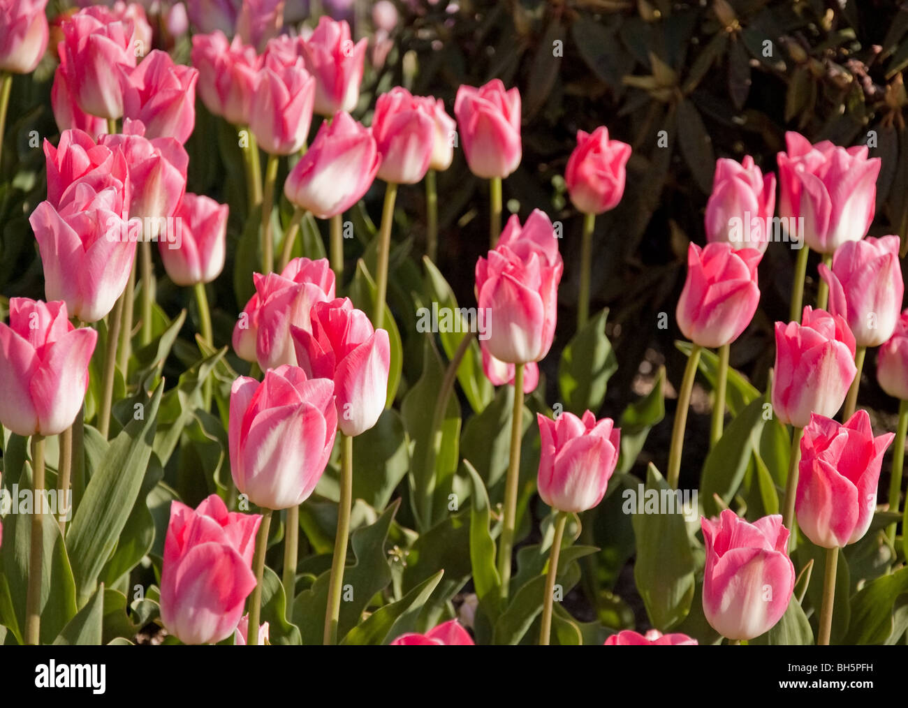 This landscape photo shows a large patch of white and pink tulips ...