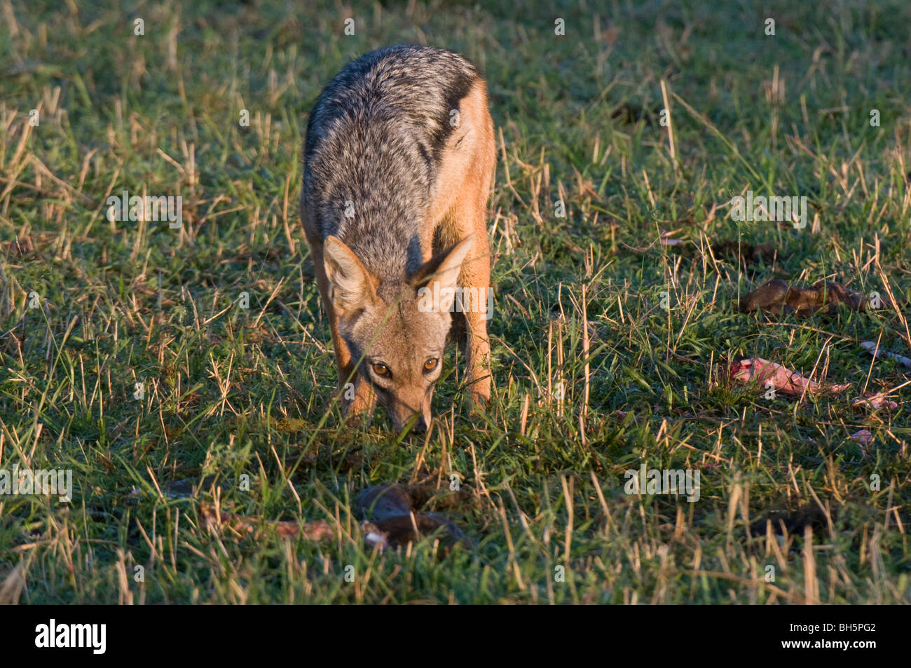 Black-Backed Jackal (Canis mesomelas), Masai Mara National Reserve, Kenya Stock Photo - Alamy