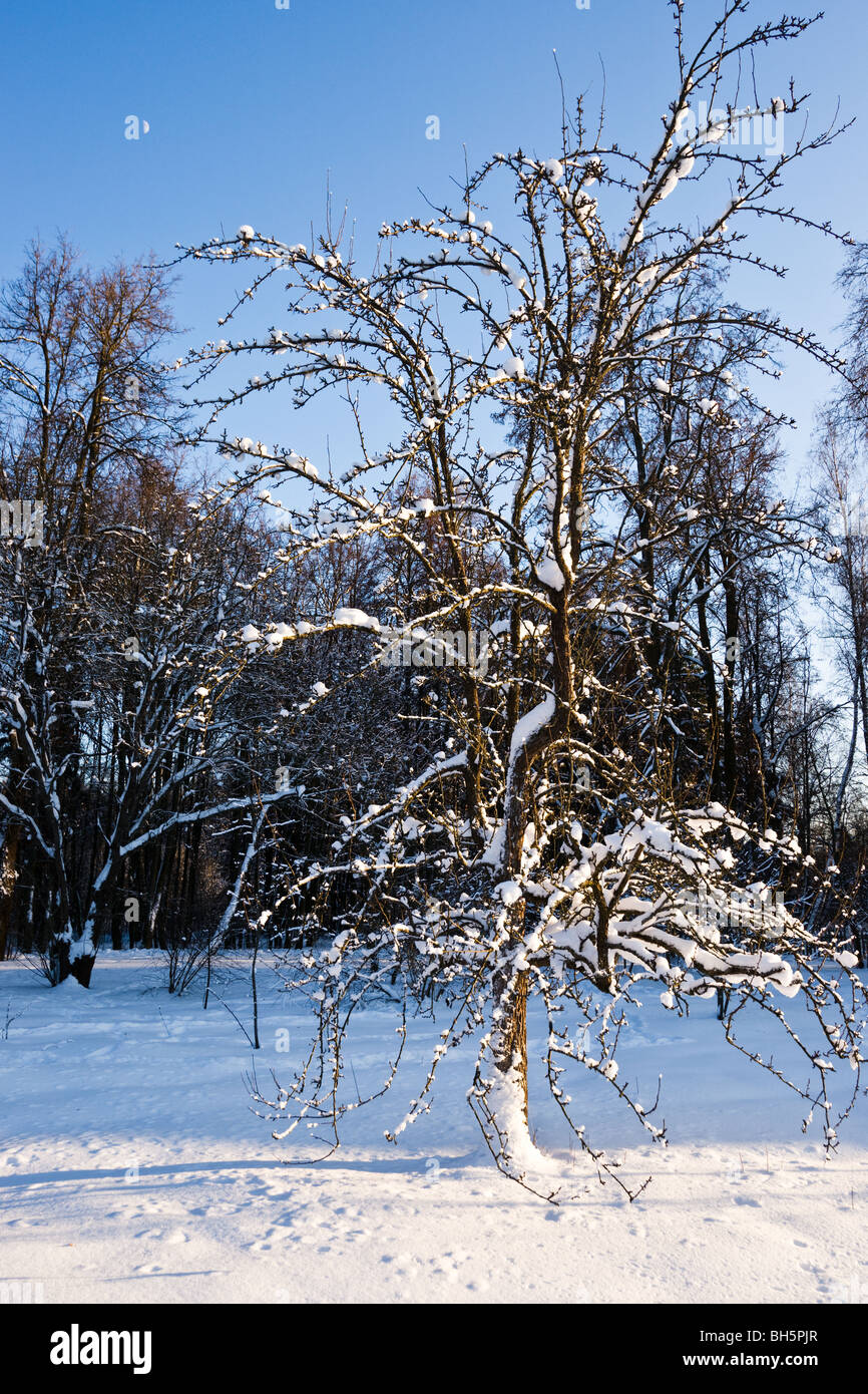 Apple tree in snow Stock Photo - Alamy