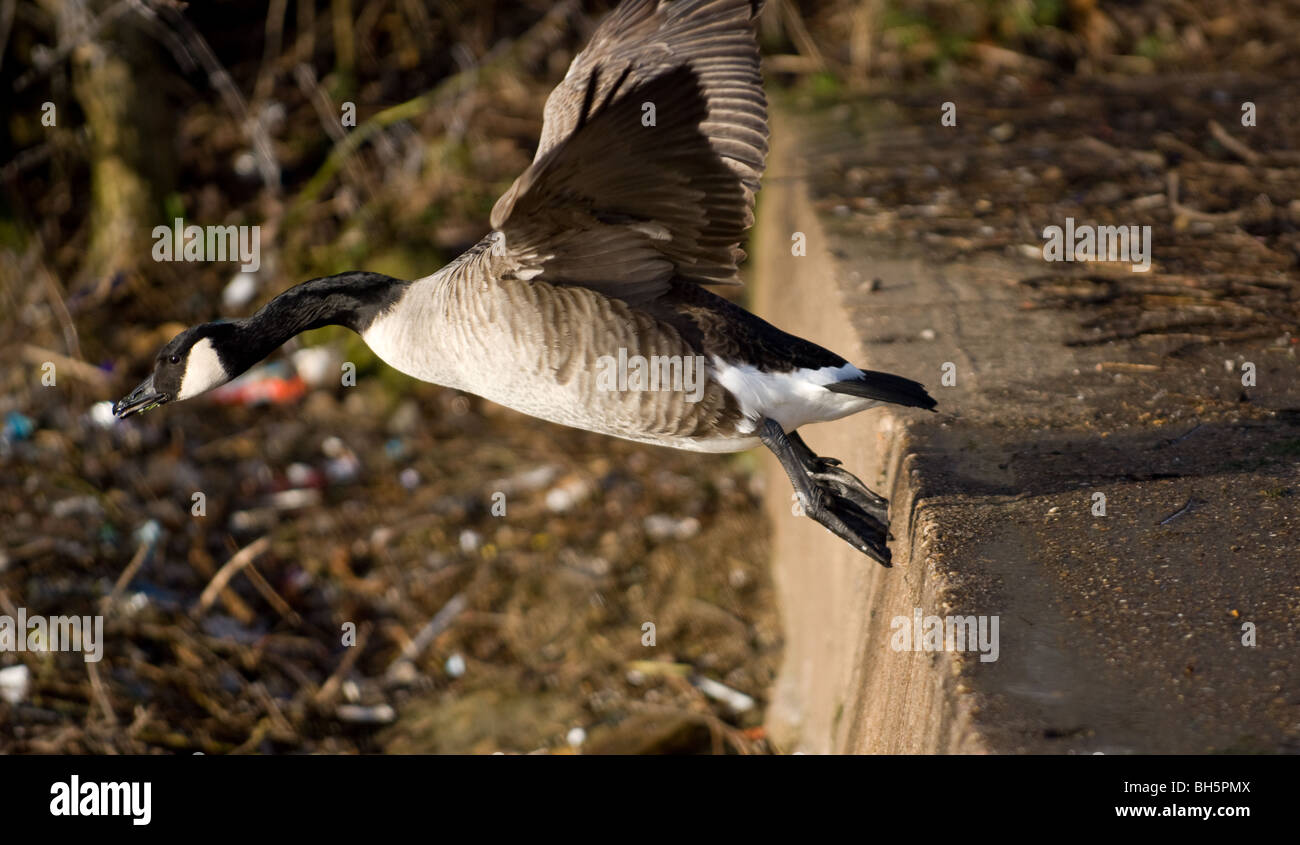 Canada goose male female adult hi-res stock photography and images - Alamy