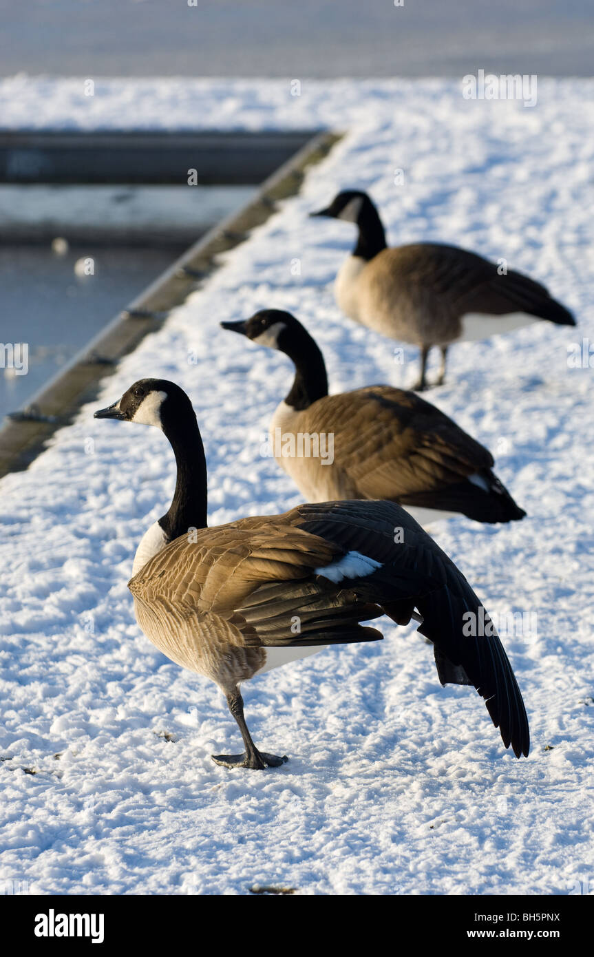 A group of Canada Geese, male & female resting and stretching their ...