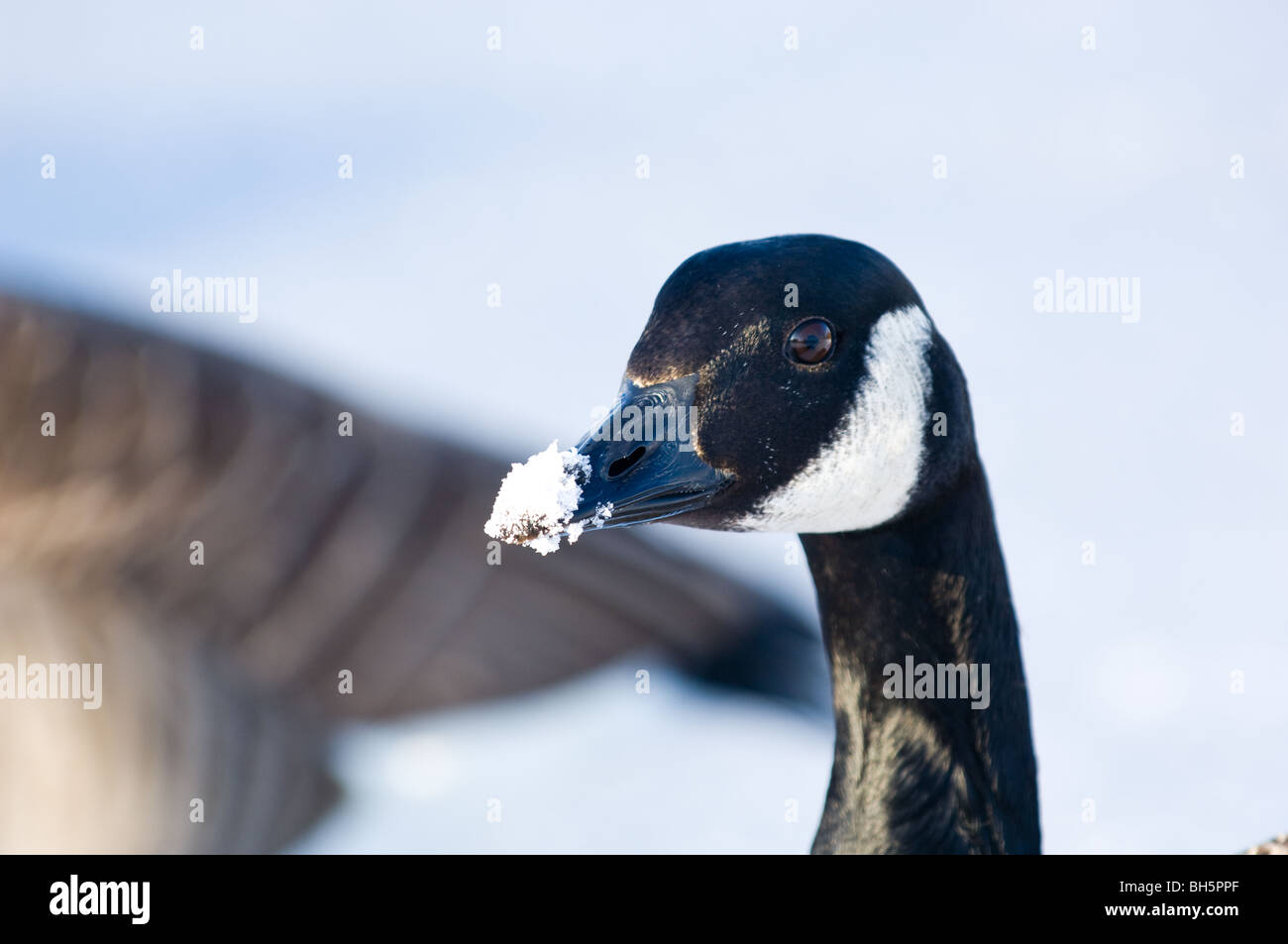 Portrait of a adult Canada Goose with snow on its bill Stock Photo - Alamy