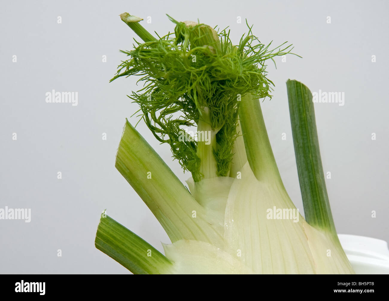This photo shows a closeup of a fennel bulb with some greenery left on ...