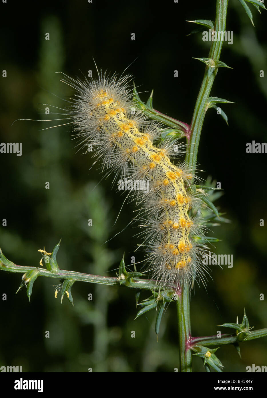A fuzzy caterpillar searches for a place to make its chrysalis Stock ...