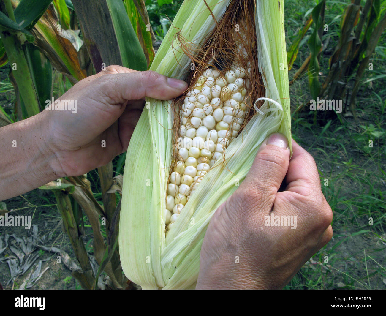 MEXICO MAIZE HARVEST IN VERACRUZ STATE Photo Julio Etchart Stock Photo ...