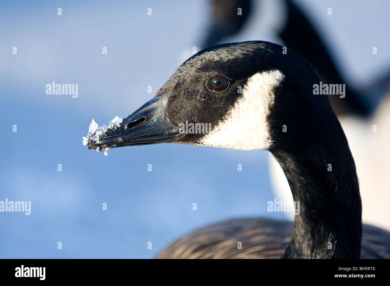 Snow on bill hi-res stock photography and images - Alamy