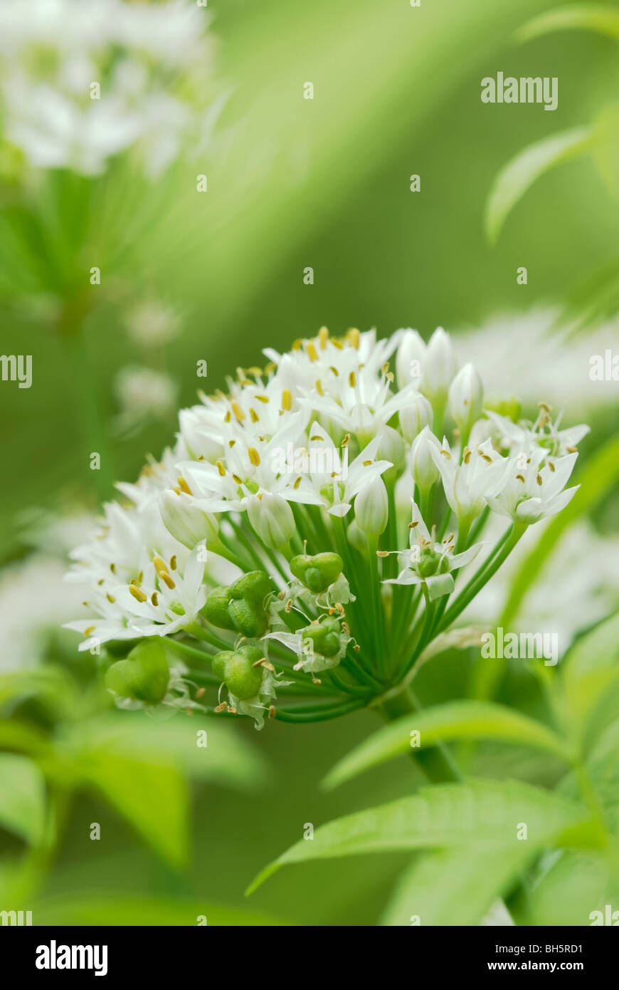 Allium tuberosum, Garlic Chive flowers Stock Photo - Alamy