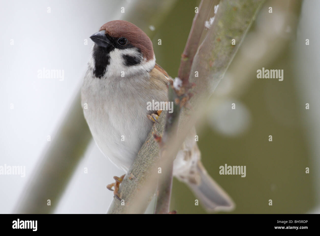 Tree sparrow, Passer montanus Stock Photo - Alamy