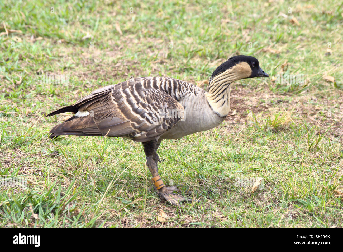 Nene the endangered Hawaiian Goose Kauai HI Stock Photo - Alamy