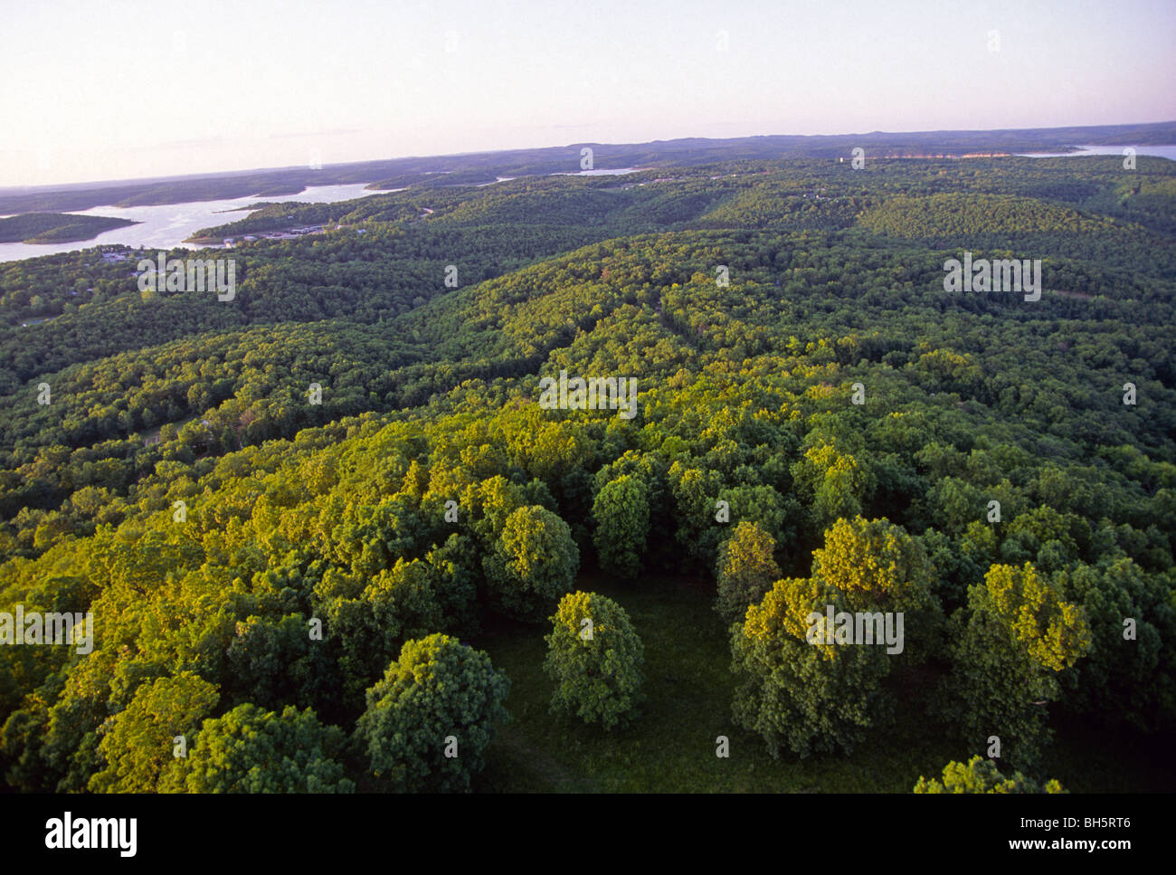 An overview of the hardwood forest in the Ozark National Forest and ...