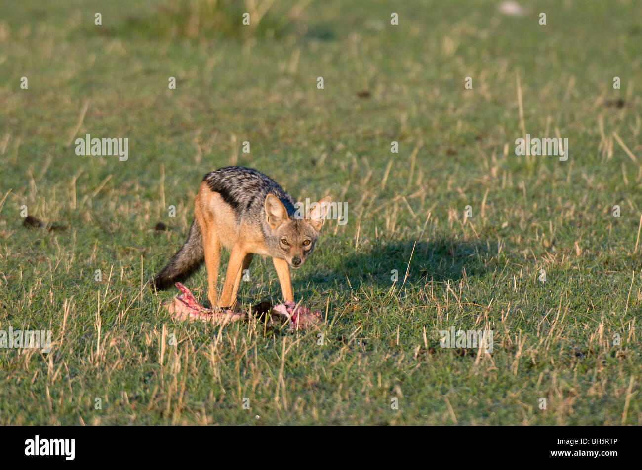 Black-Backed Jackal (Canis mesomelas), Masai Mara National Reserve, Kenya Stock Photo - Alamy