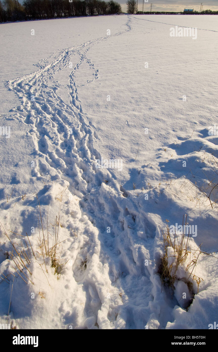 Human prints in snow hi-res stock photography and images - Alamy