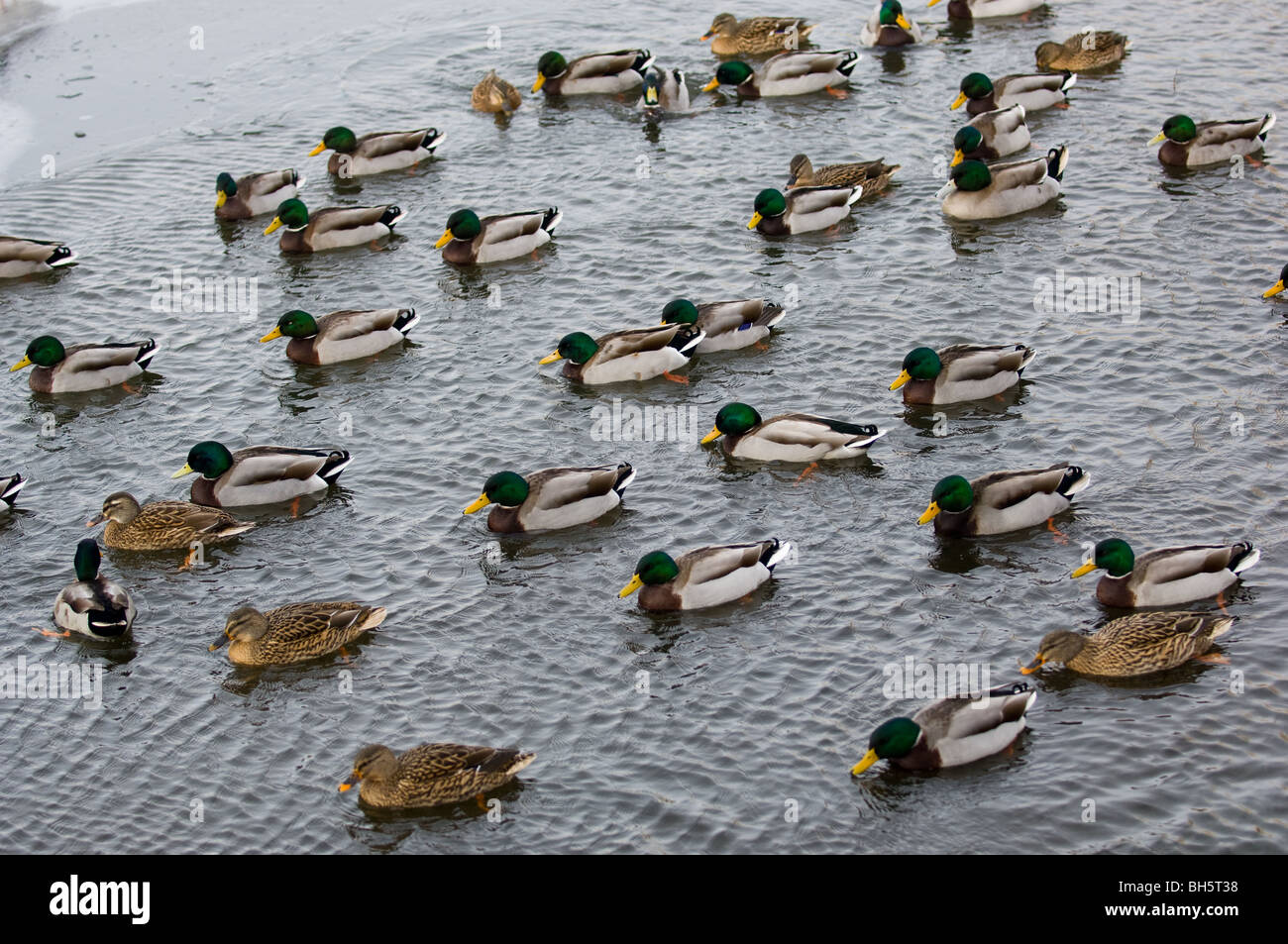 Small group of adult male and female mallard ducks in search of food at ...