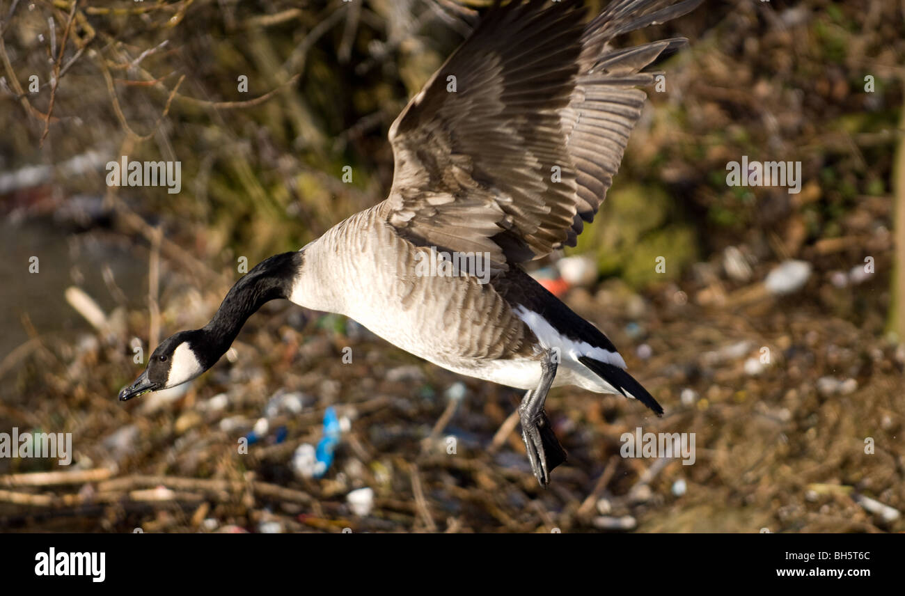 Adult Canada goose taking off Stock Photo - Alamy