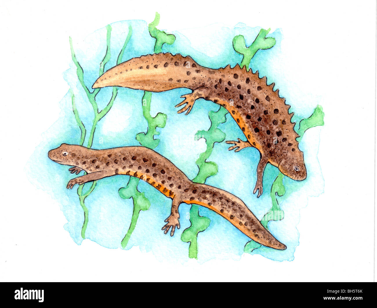 Newts amphibians Cut Out Stock Images & Pictures - Alamy