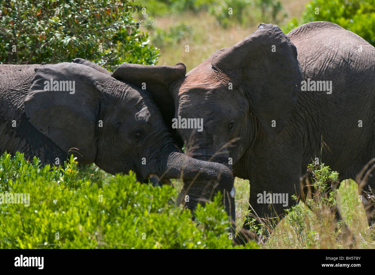 African elephants fighting hi-res stock photography and images - Alamy