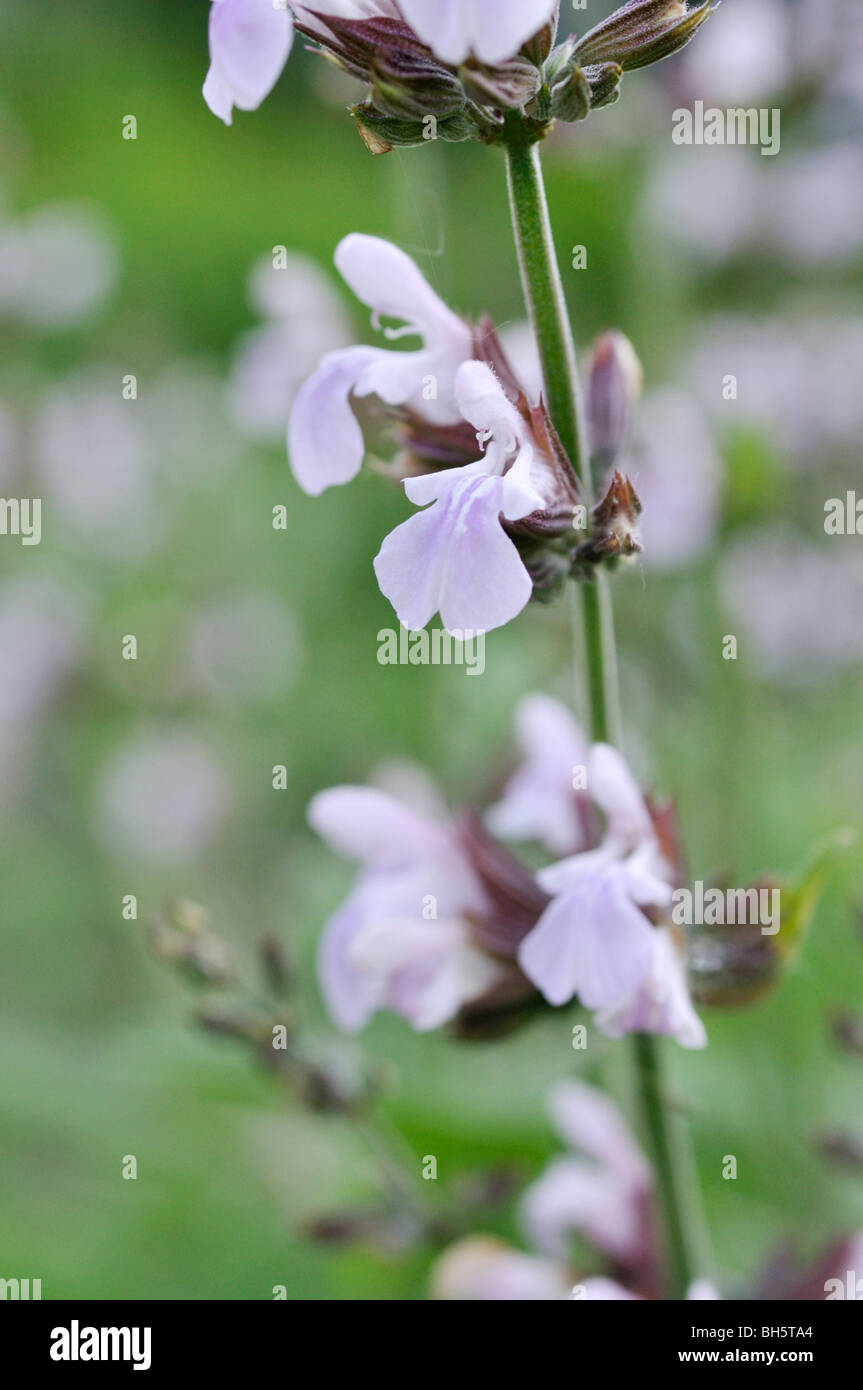 Salvia officinalis rosea hi-res stock photography and images - Alamy