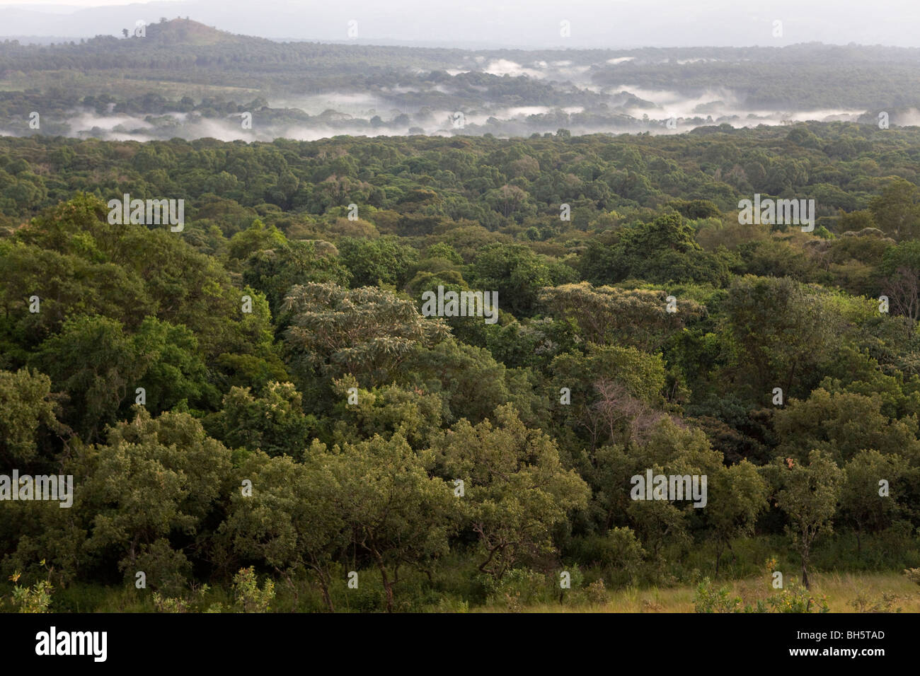 Rain forest kenya hi-res stock photography and images - Alamy