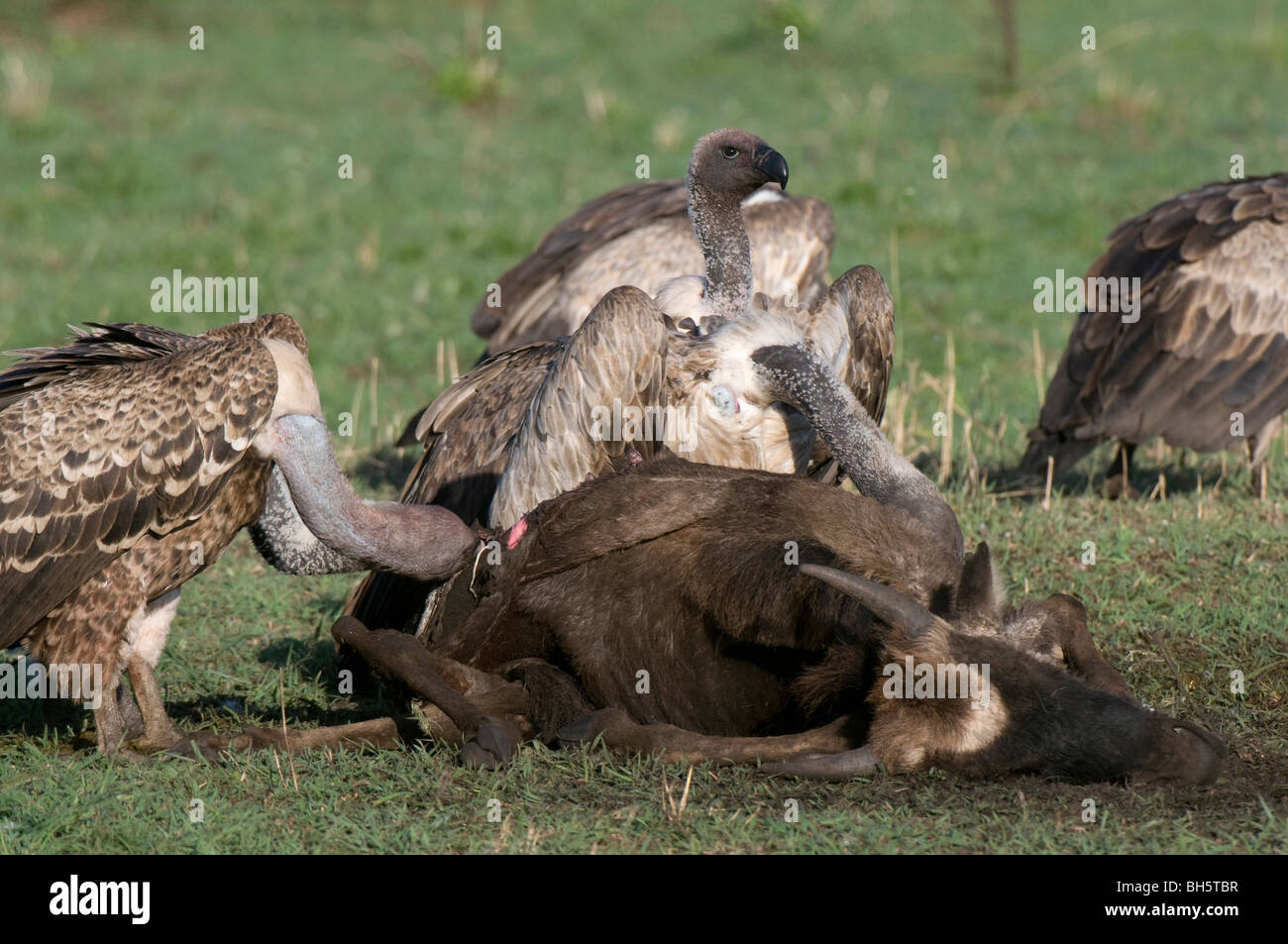 Vultures eating Wildebeest, Masai Mara National Reserve, Kenya Stock ...