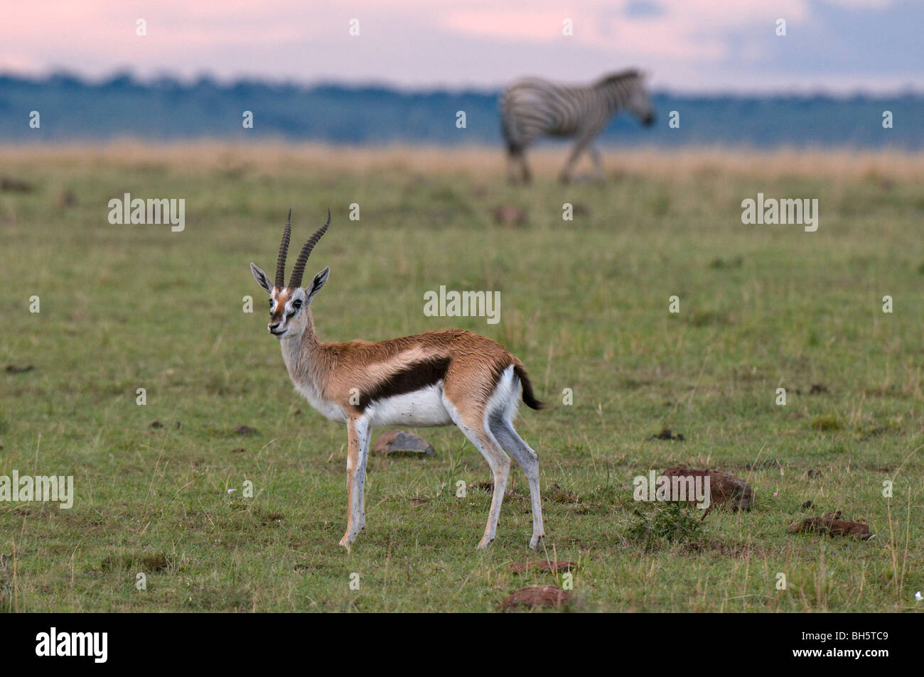 Thomson Gazelle (Gazella thomsoni), Masai Mara National Reserve, Kenya ...