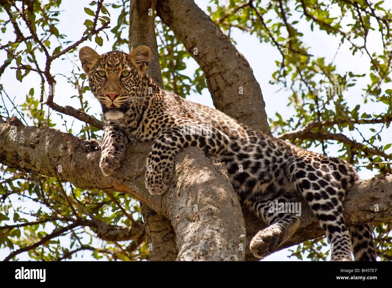 Adult female Leopard resting in tree top Stock Photo - Alamy