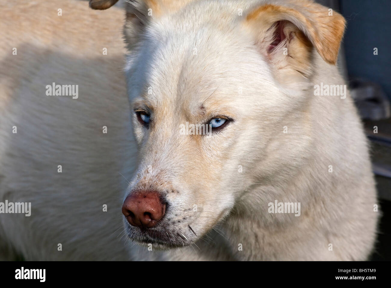 Cute hi res hi-res stock photography and images - Alamy