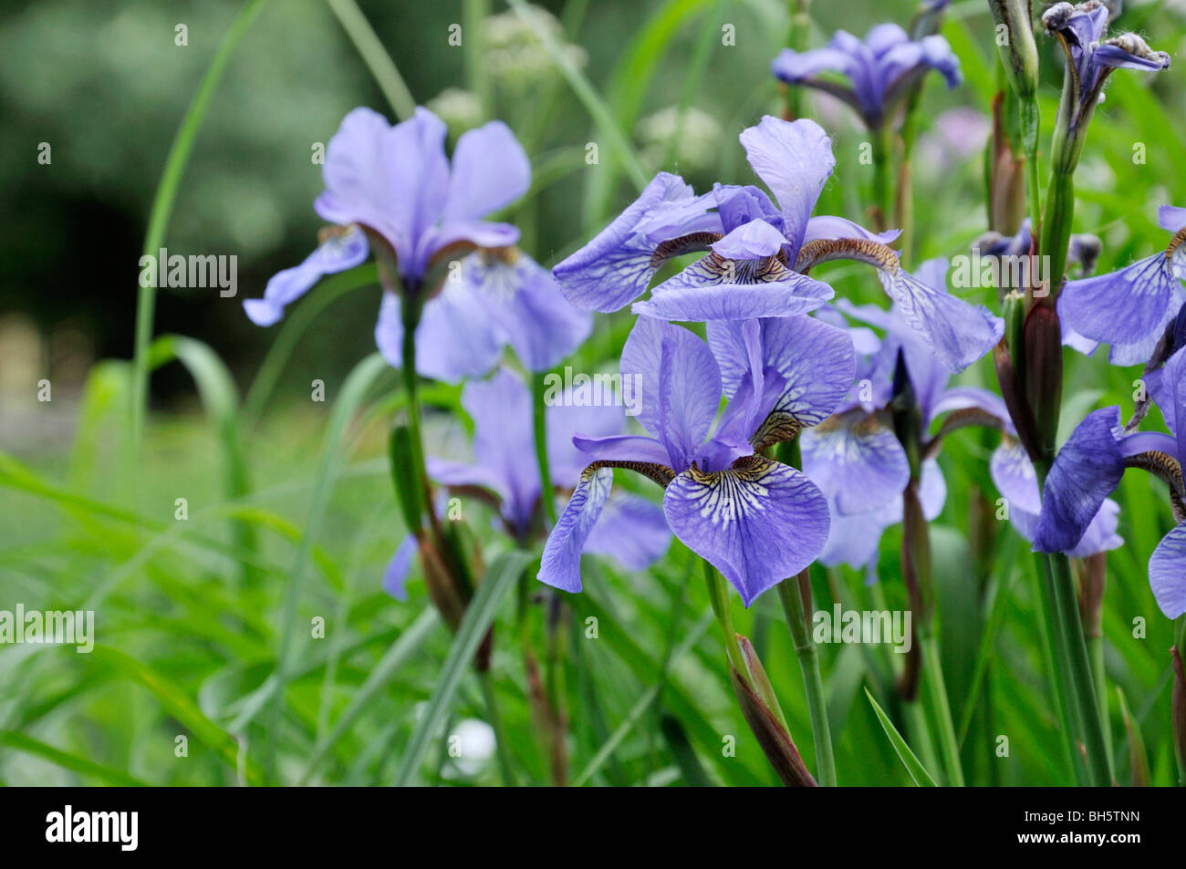 Siberian iris (Iris sibirica Stock Photo - Alamy