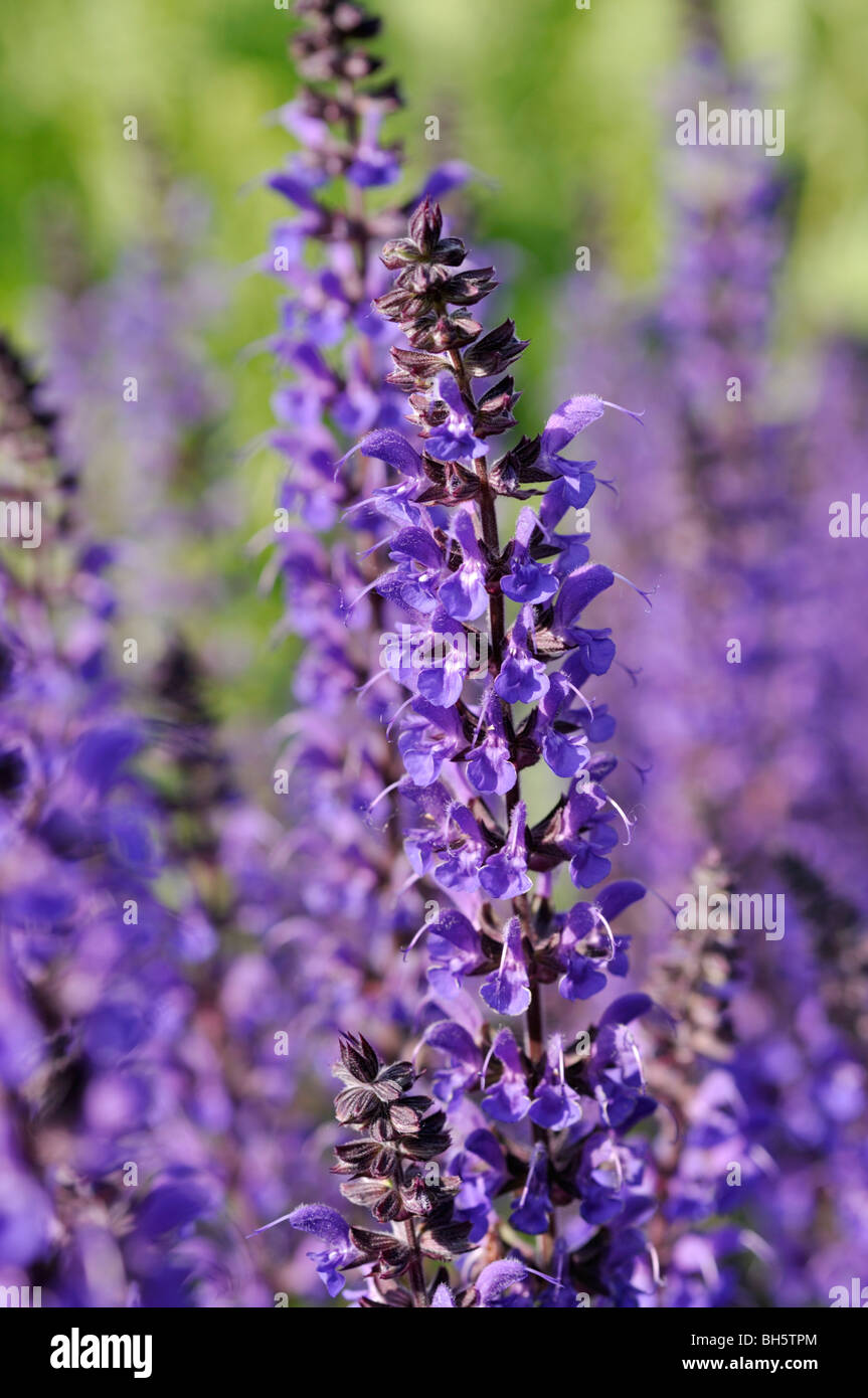 Woodland sage (Salvia nemorosa 'Mainacht' Stock Photo - Alamy