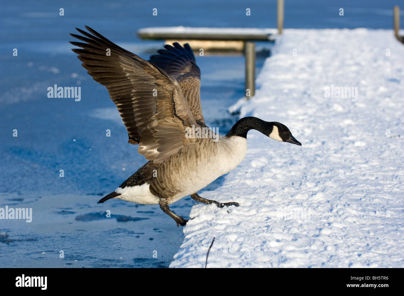 Snowy goose hi-res stock photography and images - Alamy