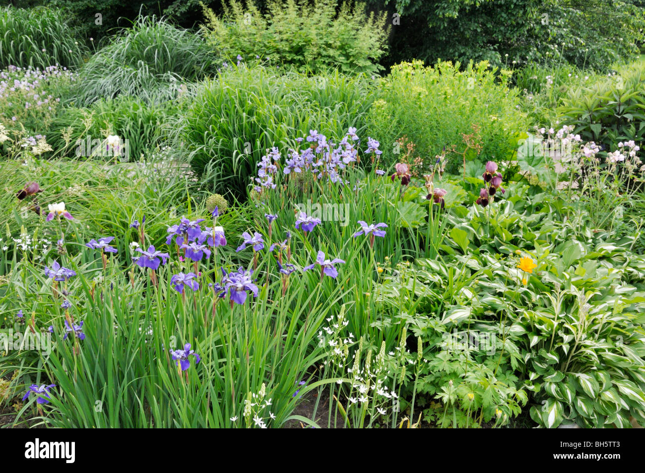 Flower bed flowering iris hi-res stock photography and images - Alamy