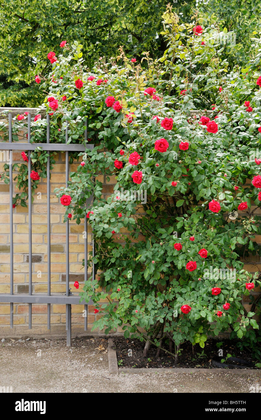 The rose building hi-res stock photography and images - Alamy
